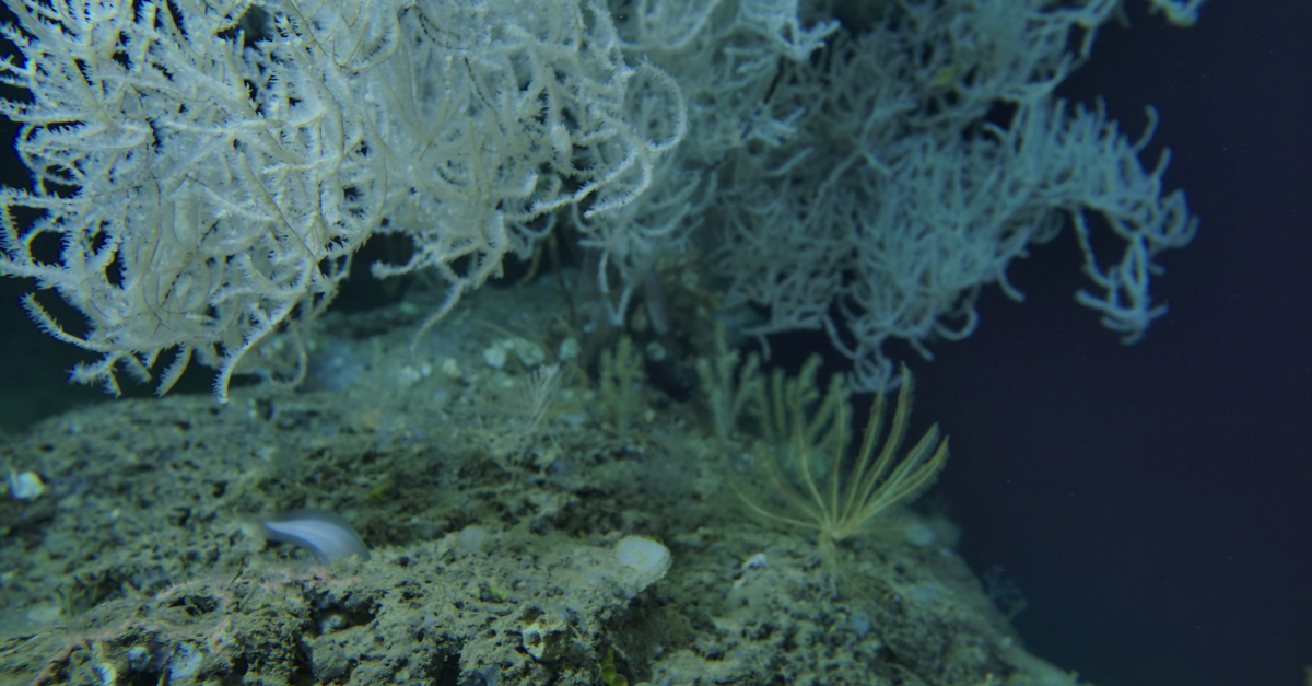 Marine Habitat Mapping | European Marine Board